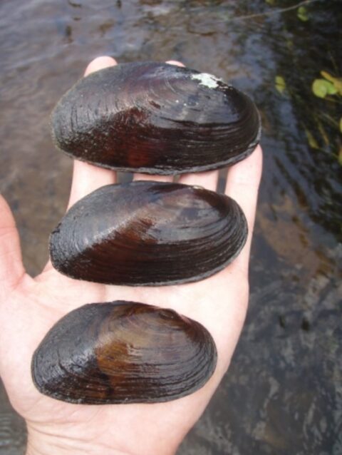 Lamoka Lake NY- Clovis Period – Book of Mormon Evidence