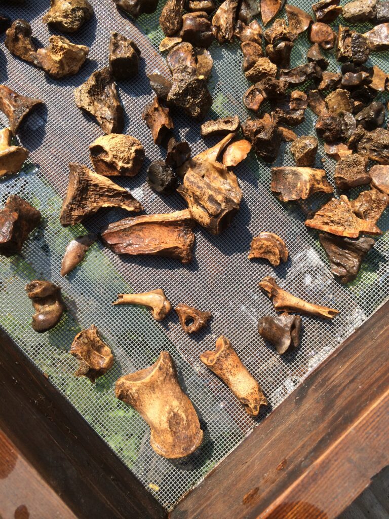 Lamoka Lake NY- Clovis Period – Book of Mormon Evidence